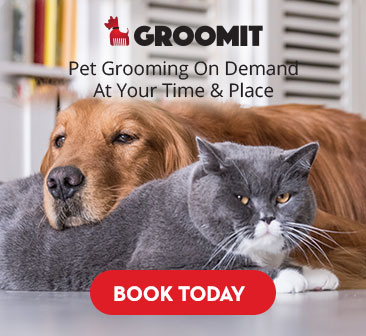 Pet Grooming Blog for Dog and Cat Owners | Groomit