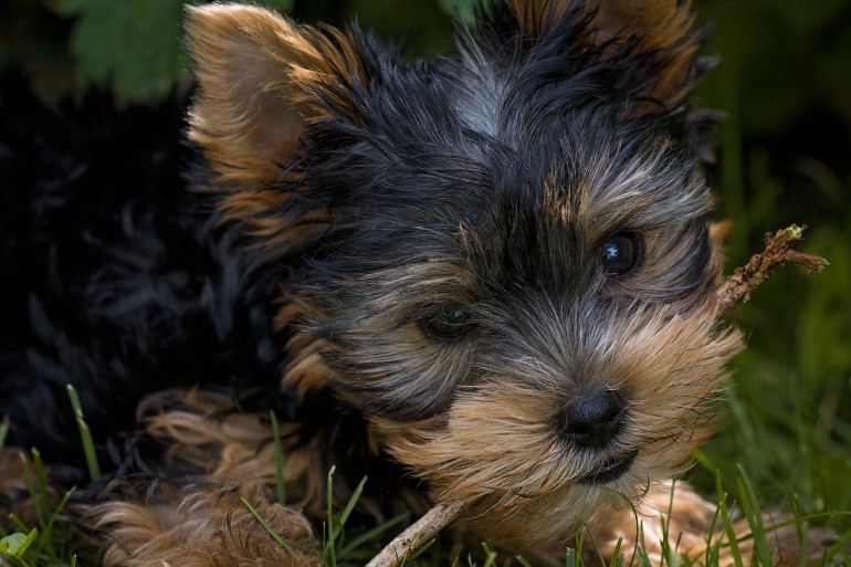 Five Dog Breeds That Need Professional Grooming