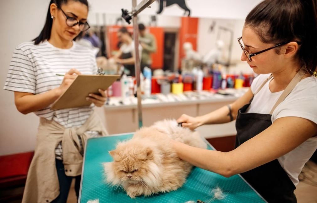 The Importance Of Professional Cat Grooming Before A Cat Show