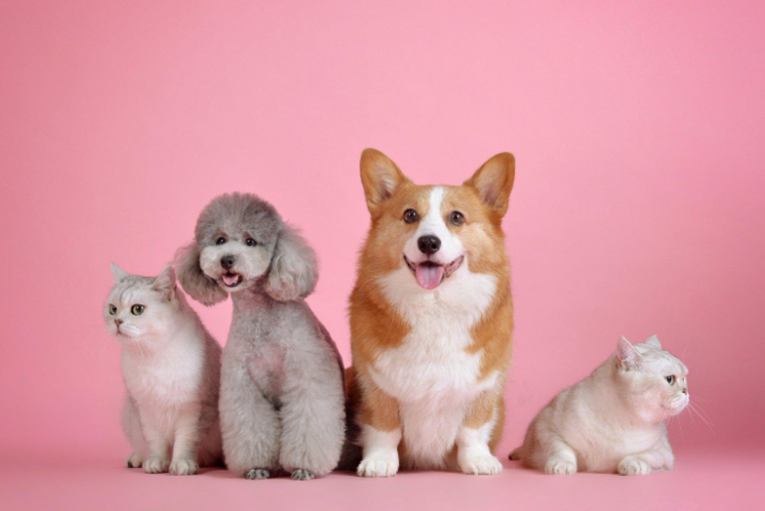 Pampered Paws: The Benefits of Regular Pet Grooming