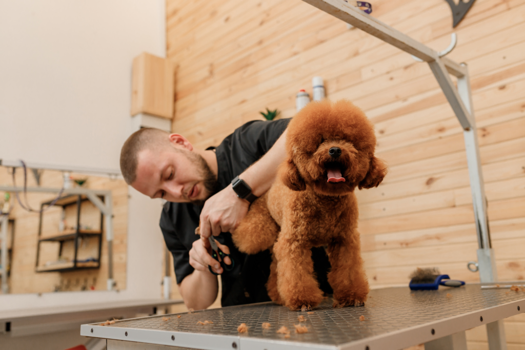 Explore Your Grooming Career Options – What’s Right for You?